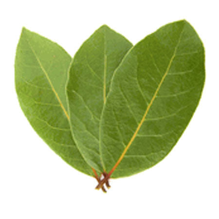 Organic Bay Laurel Pure Essential Oil - Organic Infusions Inc