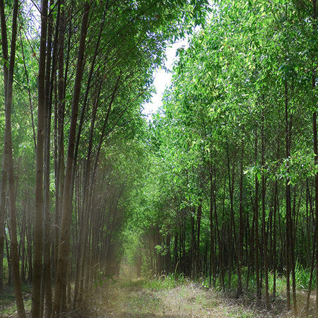 Eucalyptus Radiata Oil | Organic Essential Oil | Organic Infusions