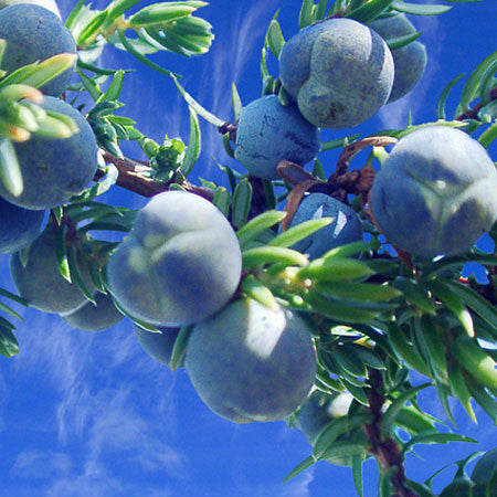 Juniper Berry – Organic Infusions