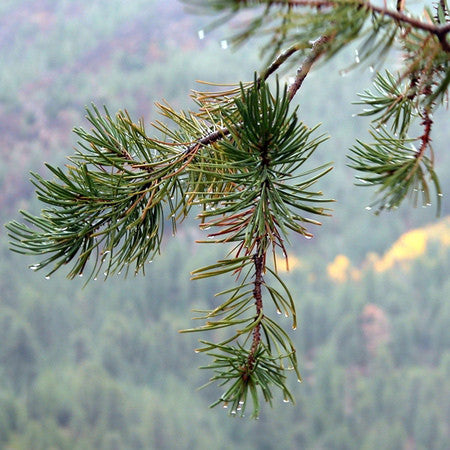 Pine – Organic Infusions