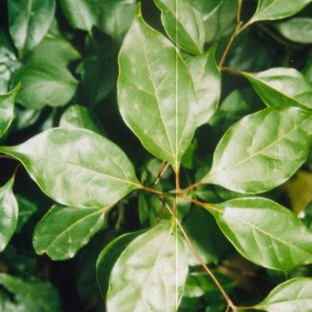 Ravintsara – Organic Infusions