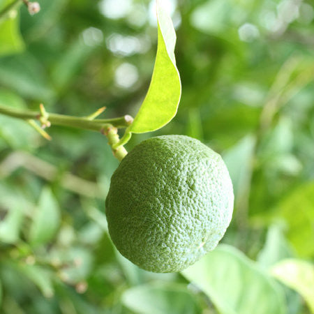 Yuzu – Organic Infusions