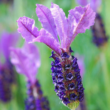 Lavender Hydrosol – Organic Infusions