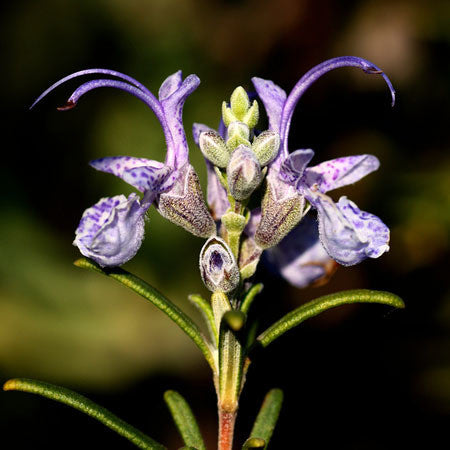 Verbenone Rosemary Essential Oil | Pure Aromatherapy Oils – Organic ...