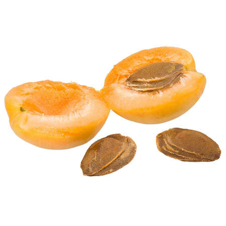Organic Apricot Kernel Oil | Organic Infusions Essential Oil