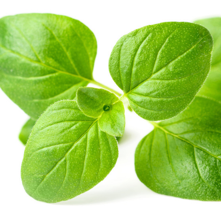 Oregano Hydrosol – Organic Infusions